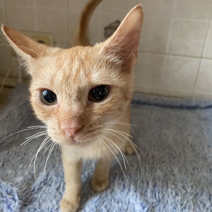 Вечный котенок Арья
