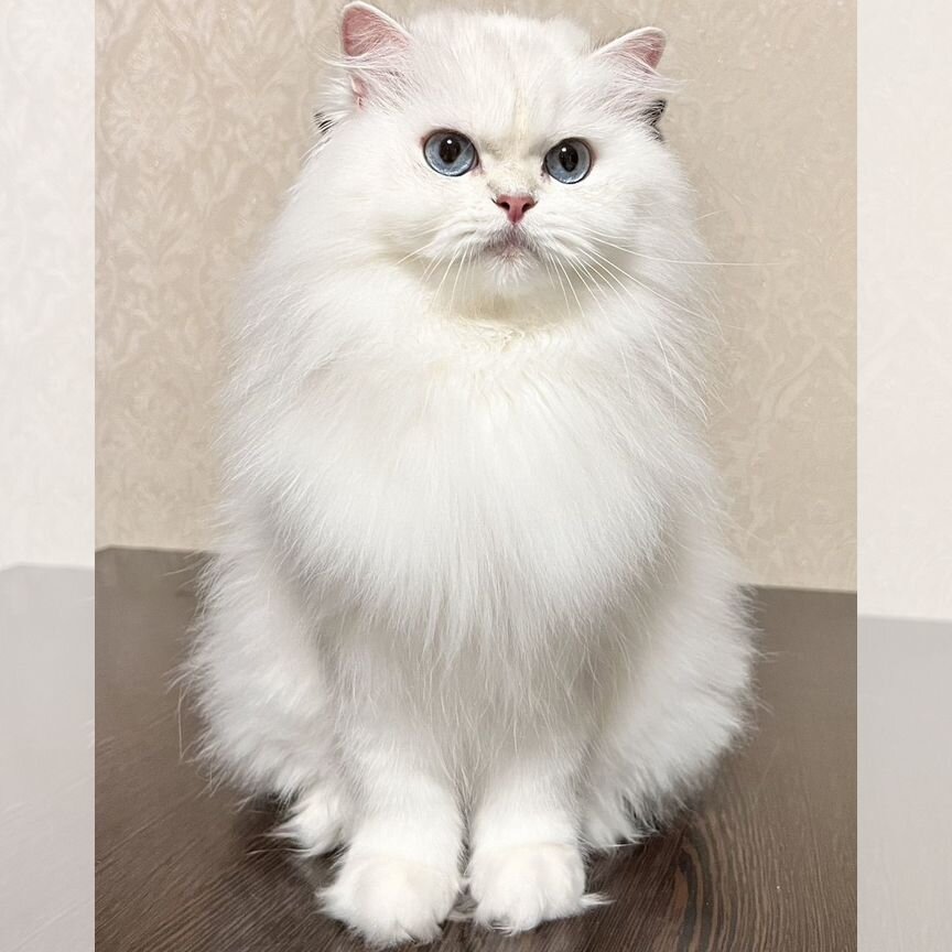 Британская кошка