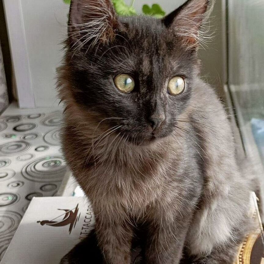 Котенок 3 месяца