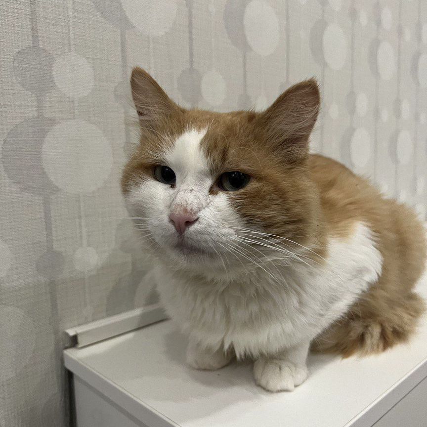 Брутальный котик, 3 года