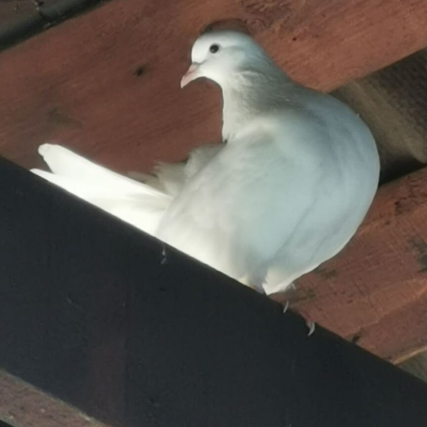 Голубь белый