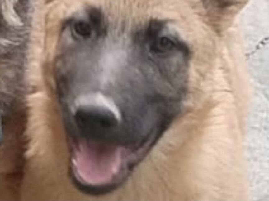 Отдам в добрые руки