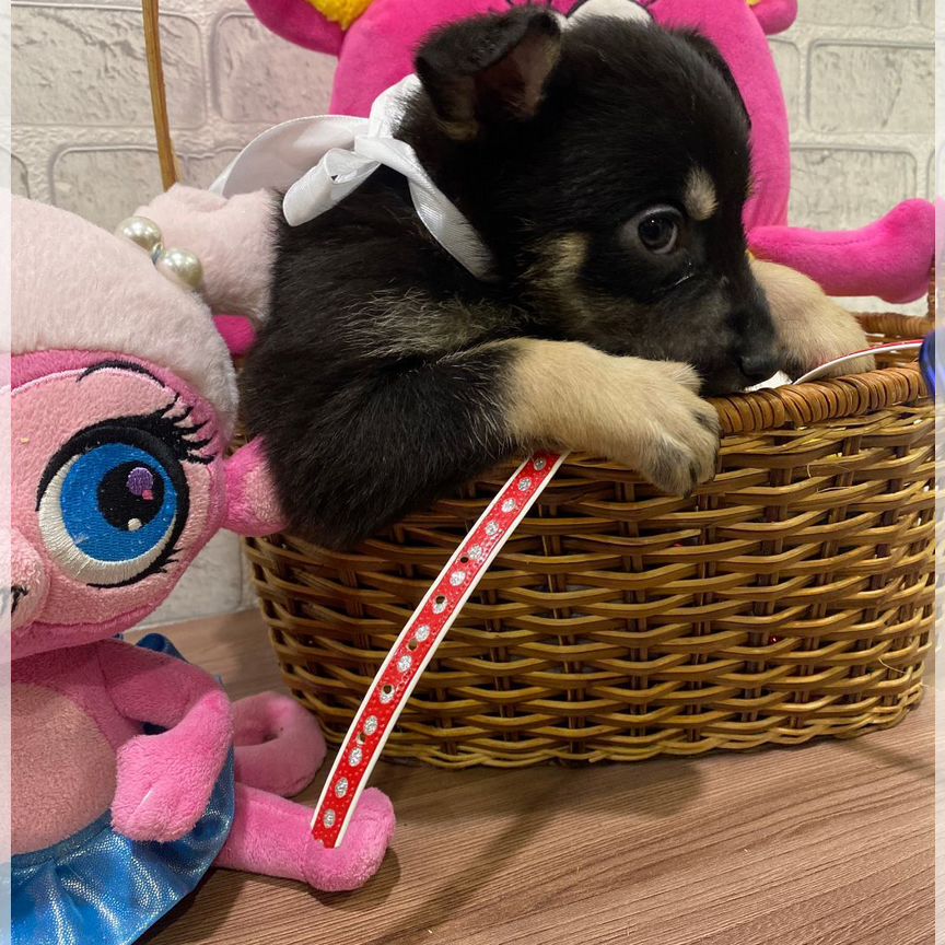 Щенок в добрые руки