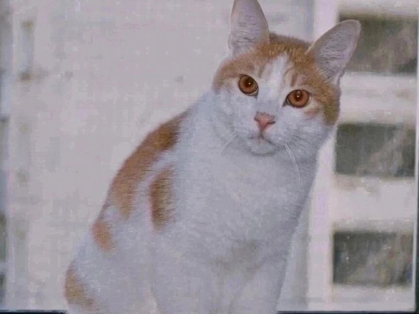 Котик в ответственные руки