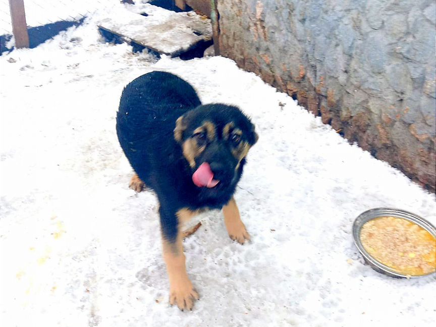 Собака в добрые руки отдам бесплатно