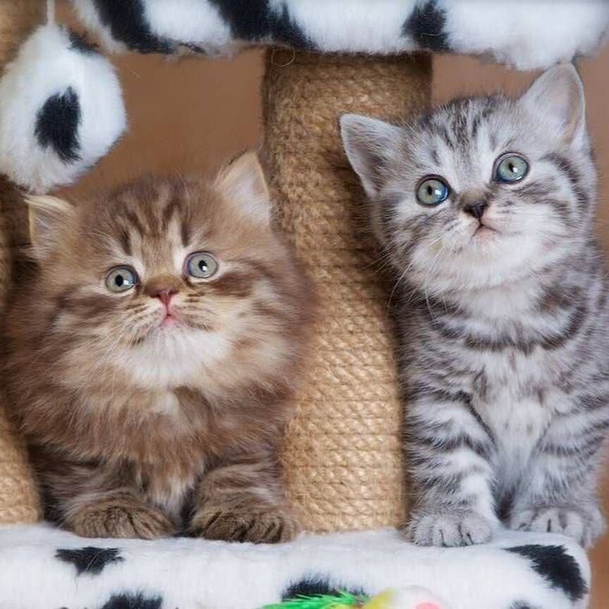 Британские котята