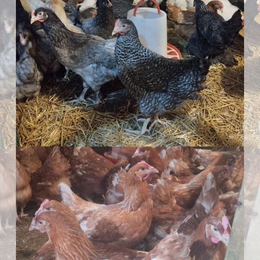 Куры в наличии