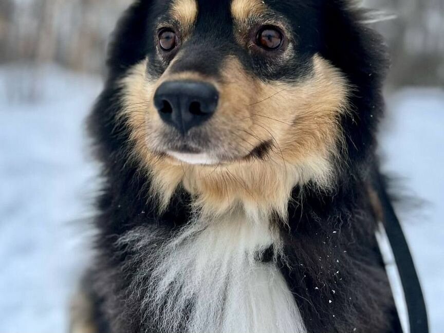 Милаш в приюте