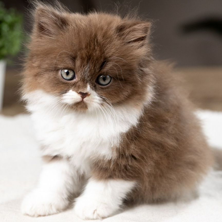 Британский длинношёрстный котёнок