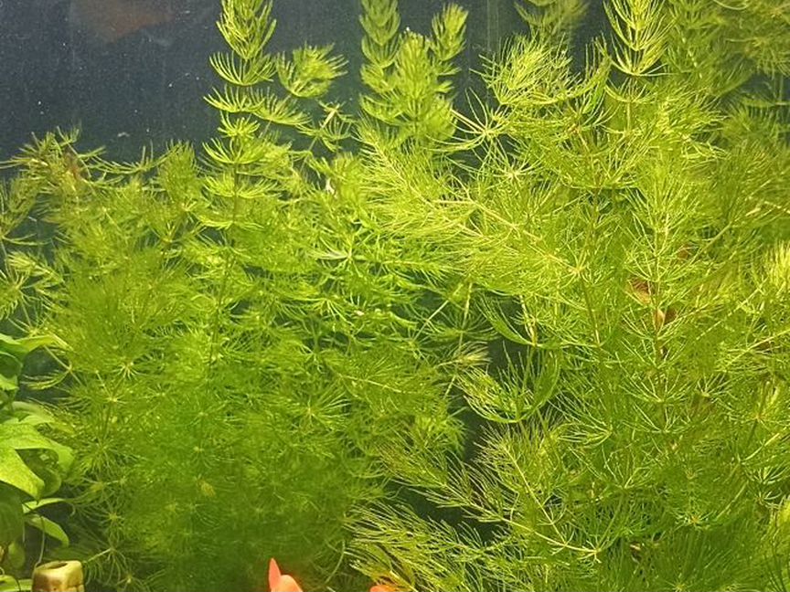 Свежий роголистник на разведение в аквариум