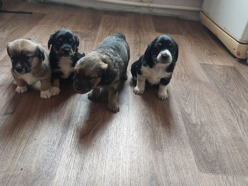 Щенок в добрые руки бесплатно