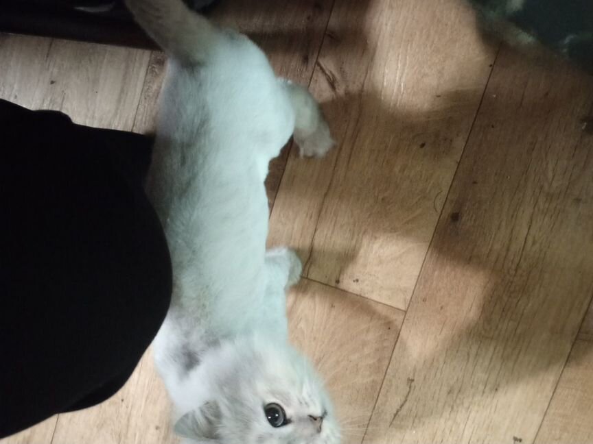 Персидская шиншилла