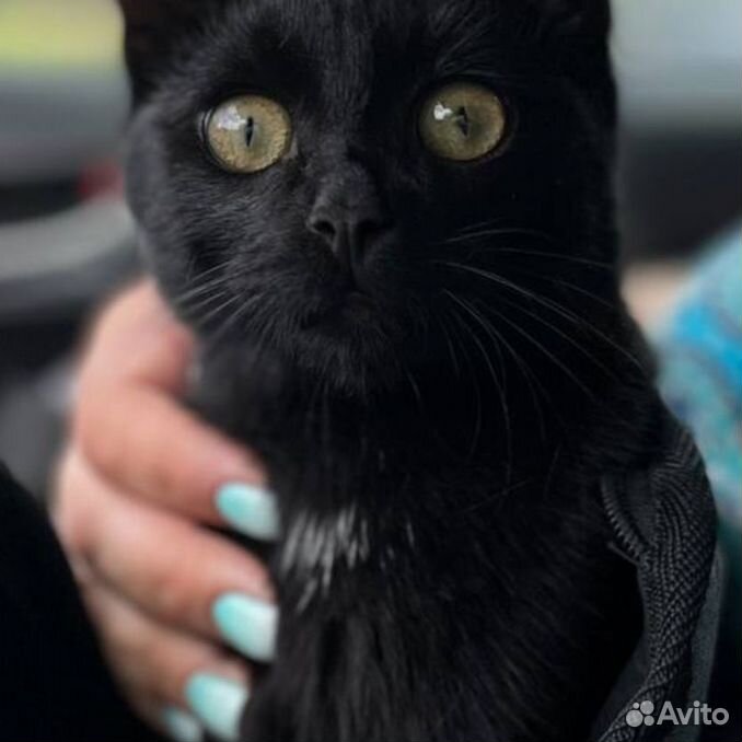 Котенок мальчишка чёрный 5 мес в дар