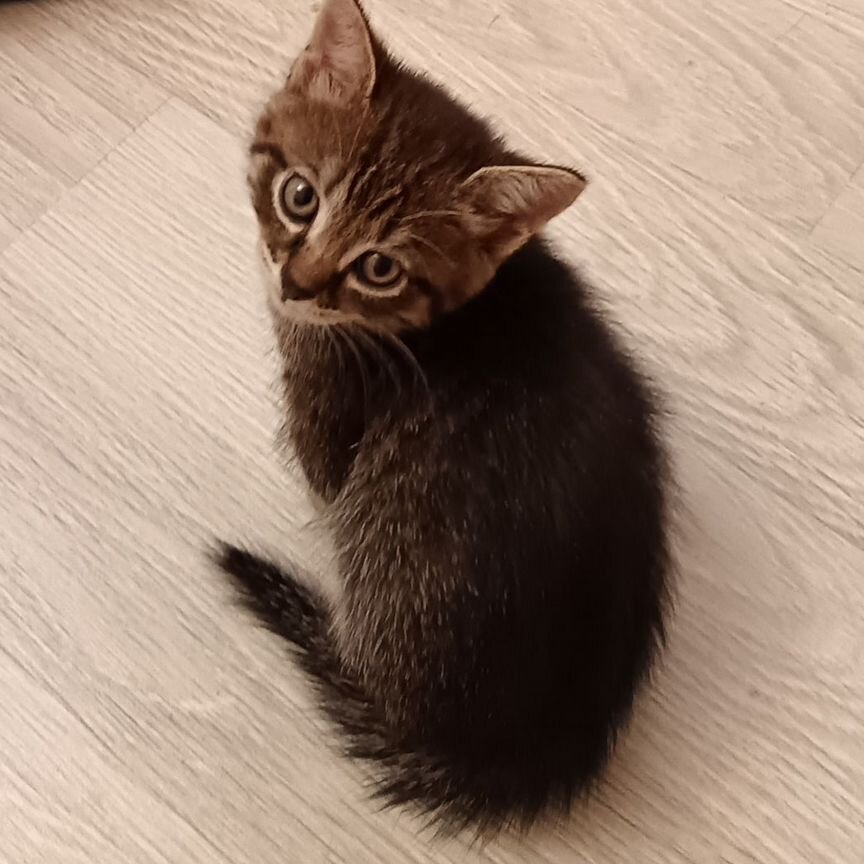 Котятки в добрые руки