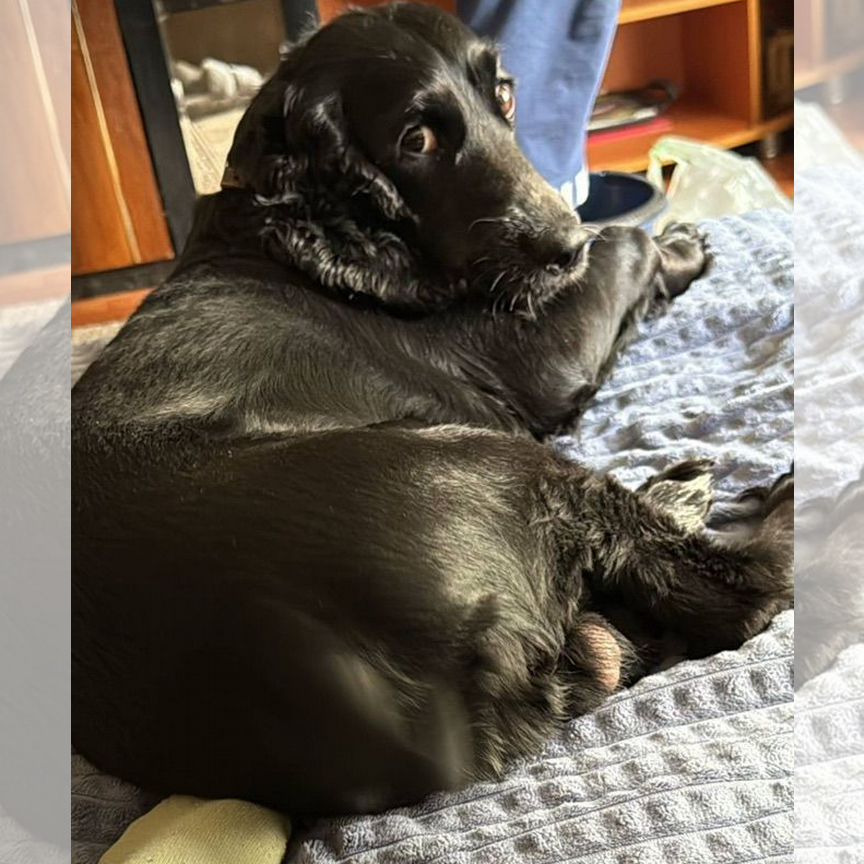 Кокер спаниель, взрослый пёс