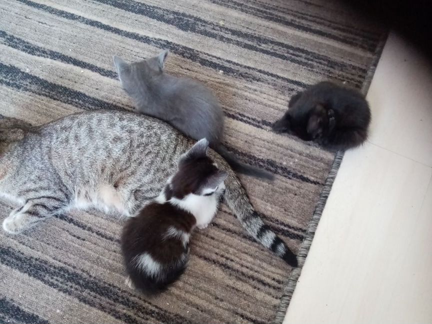 Отдам в добрые руки трех месячных котят