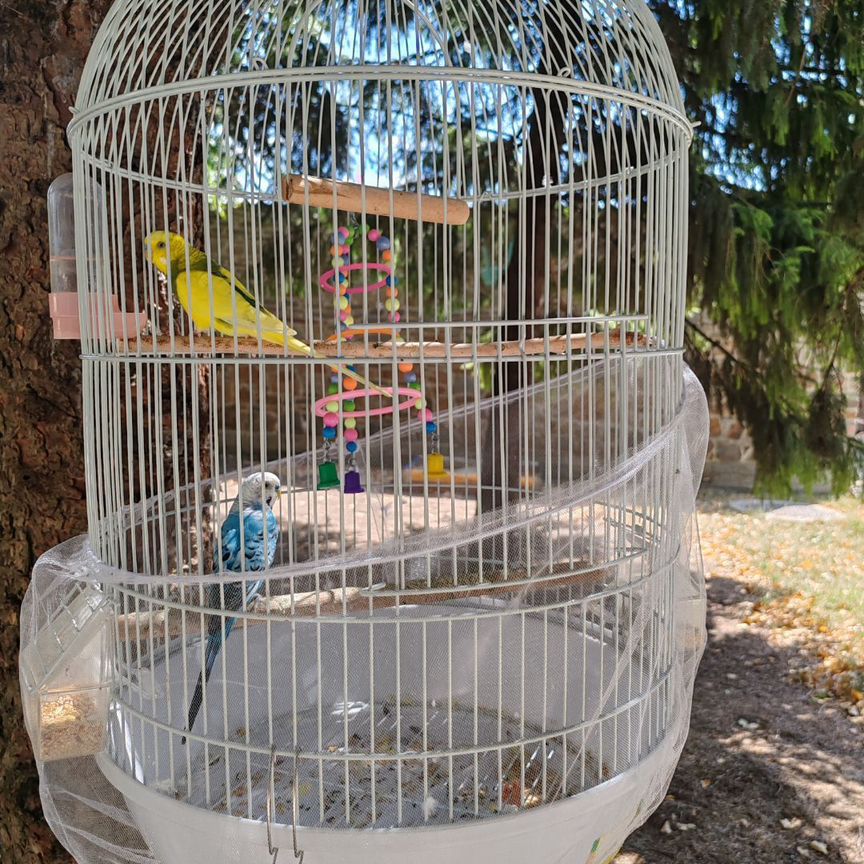 Волнистые попугаи с клеткой
