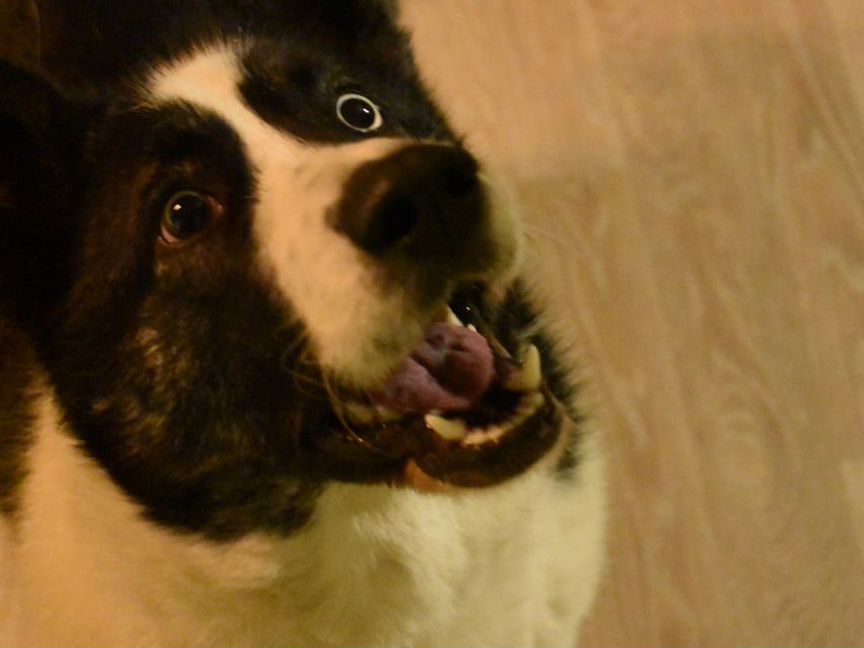 Собака ищет дом