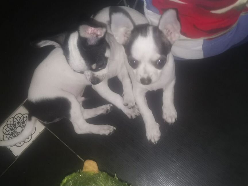 Щенята чихуахуа