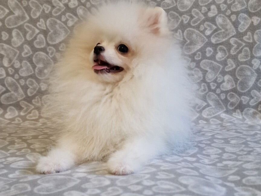 Померанский шпиц девочка 3.5 мес. (можно гулять)