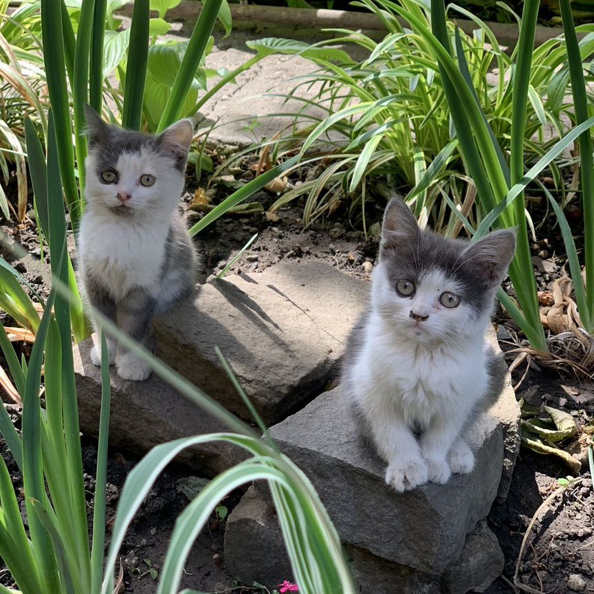 Котята бесплатно