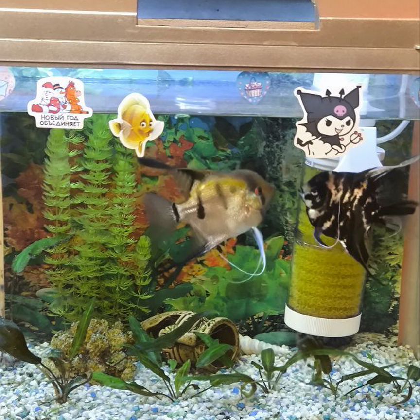 Аквариум с рыбками
