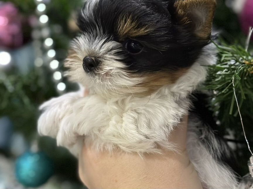 Щенки бивер йорка