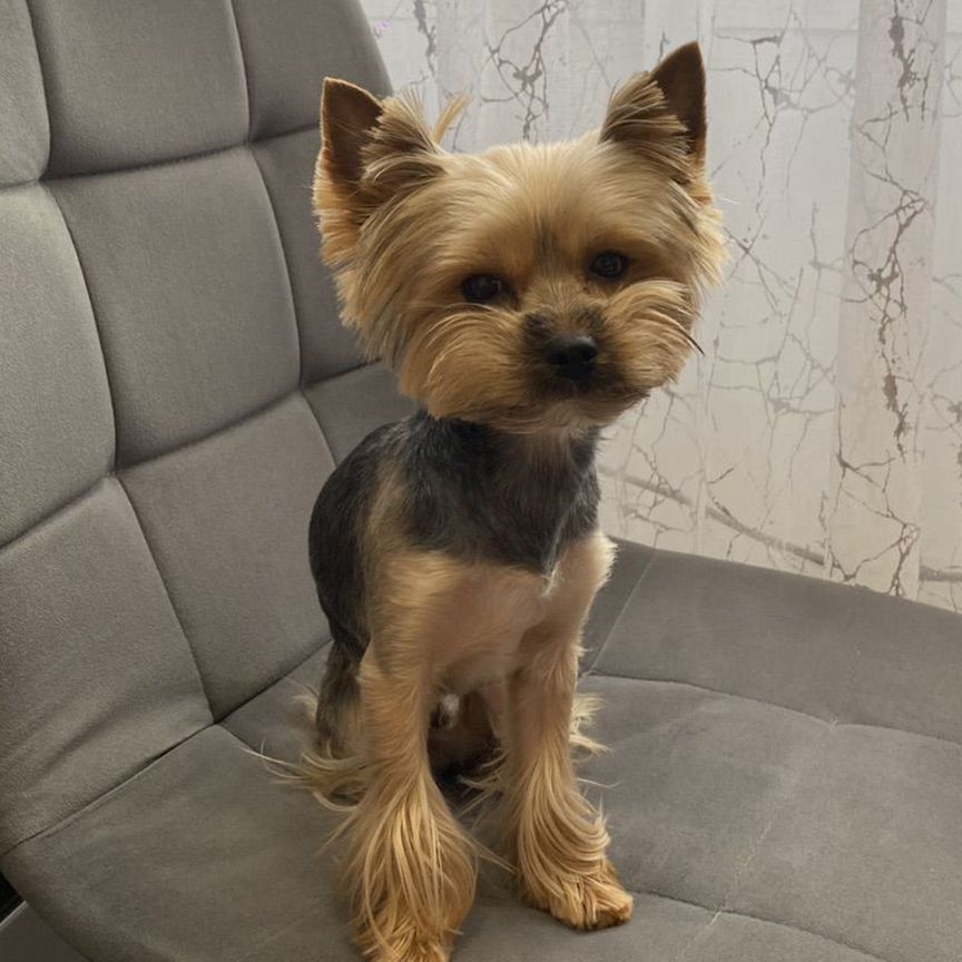 Йоркширский терьер, взрослый пёс