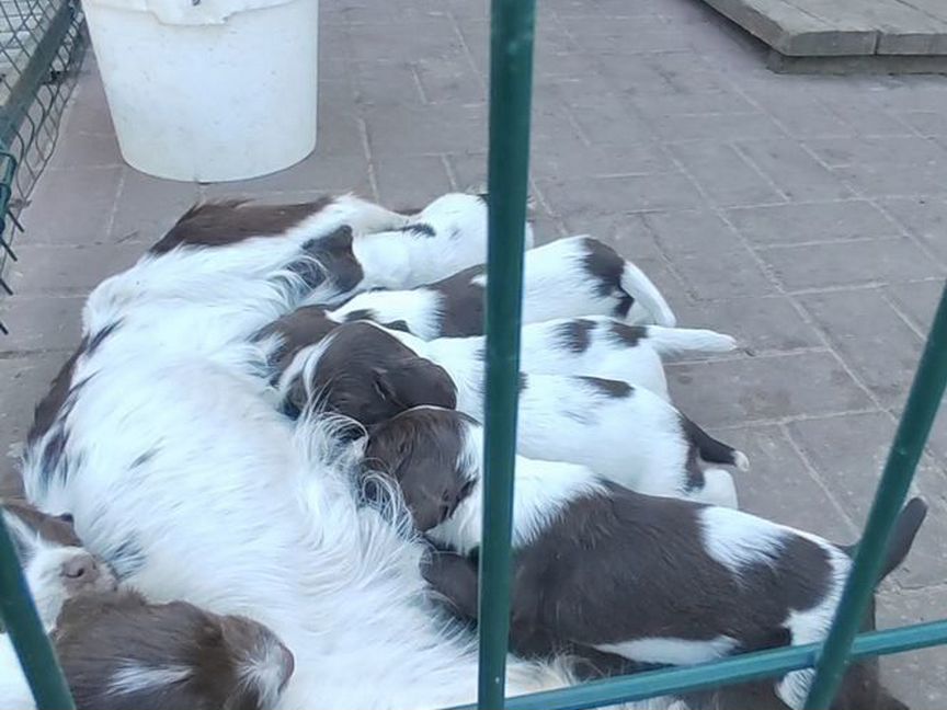 Щенки английских спрингер спаниелей