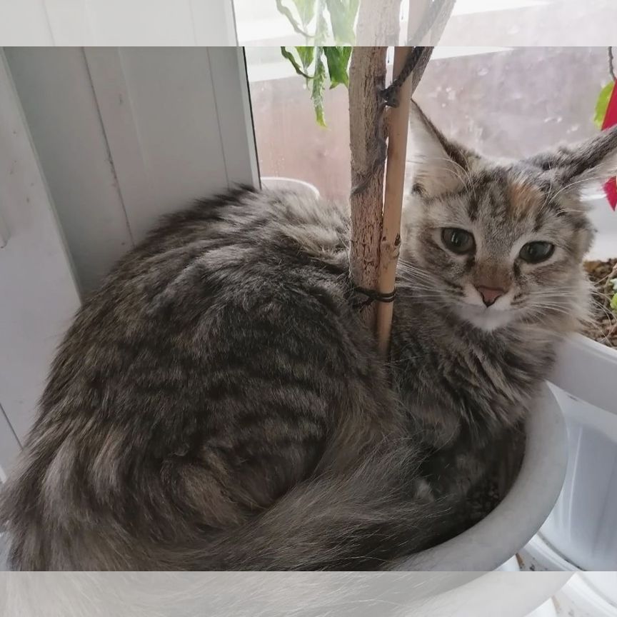 Отдам в добрые руки,кошку 3 года