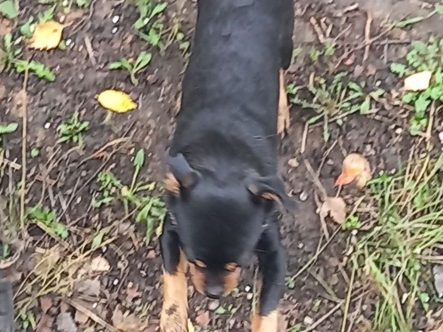 Собачка потеряшка может кому нужна