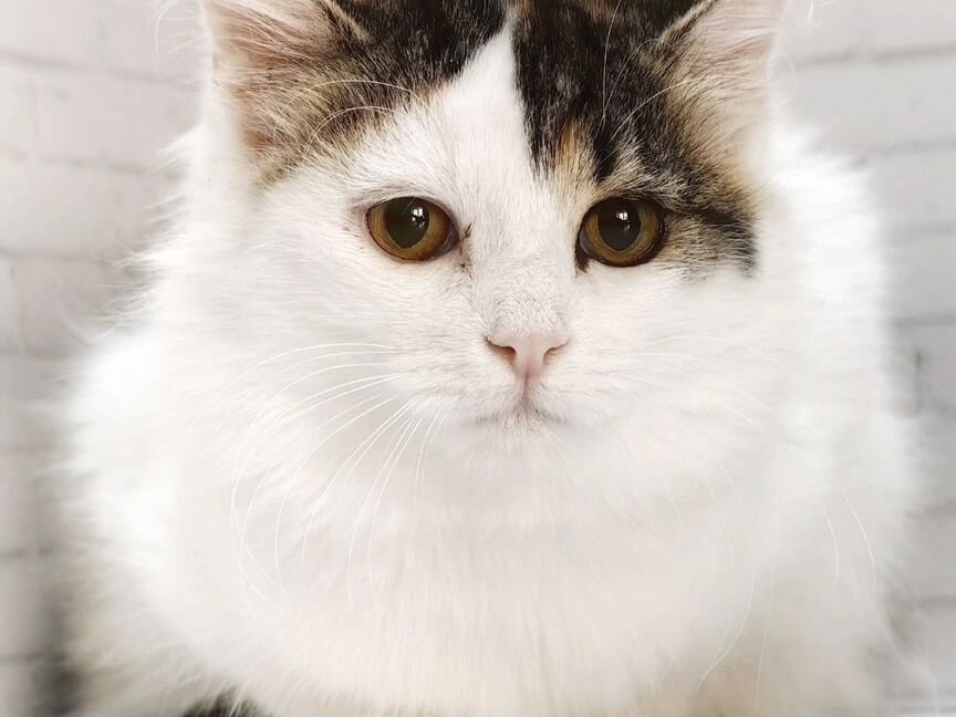 Котёнок Мелисса ищет дом