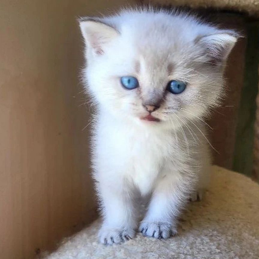 Шотландский вислоухий длинношёрстный котёнок