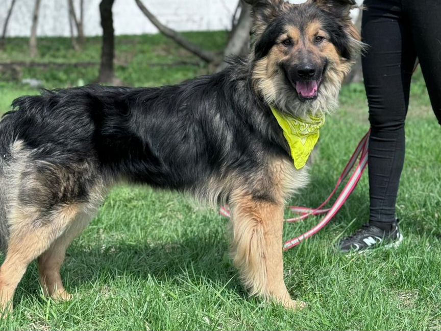 Невероятный пёс Буржуй в дар