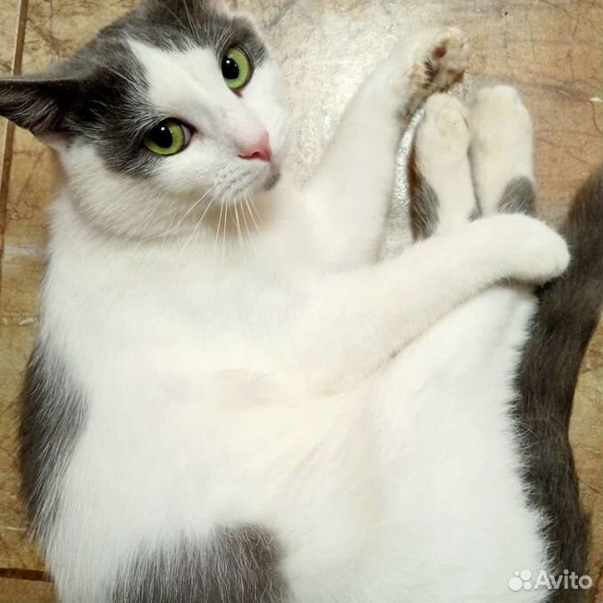 Ласковый молоденький котик особенный