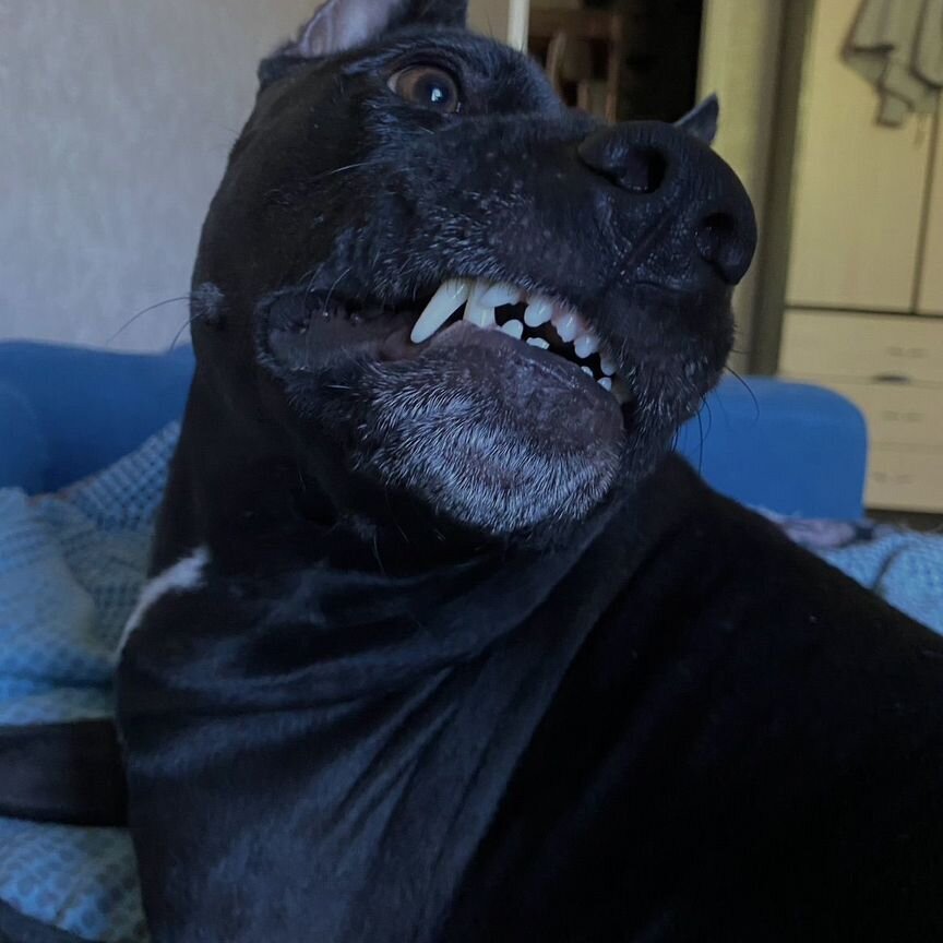 Американский стаффордширский терьер, взрослая собака