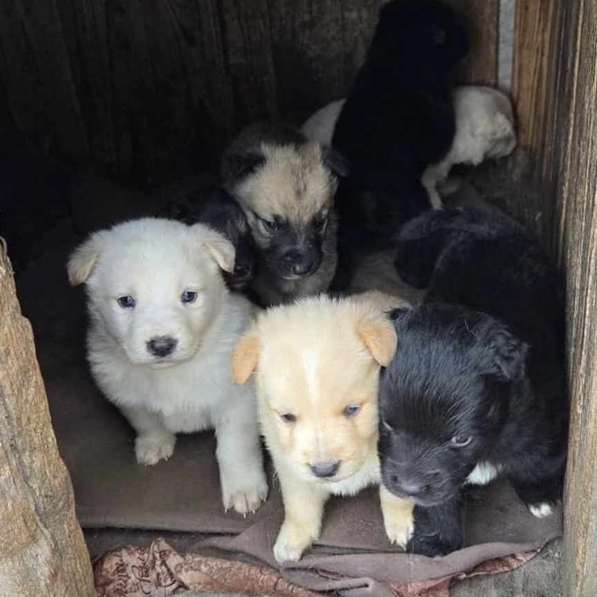 Щенок в добрые руки