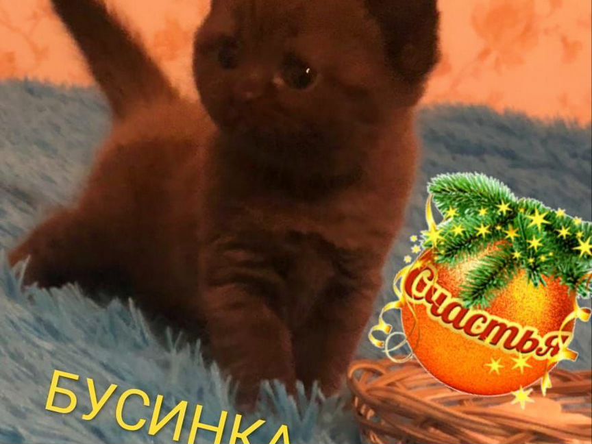 Британские котята