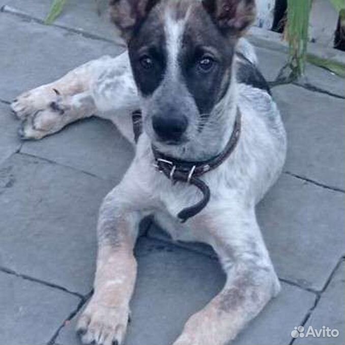 Щенок Алекс, 4 месяца