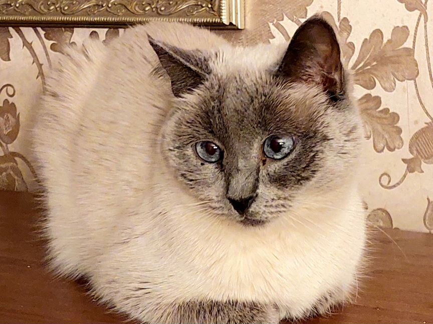 Мишаня и Монни (метисы)