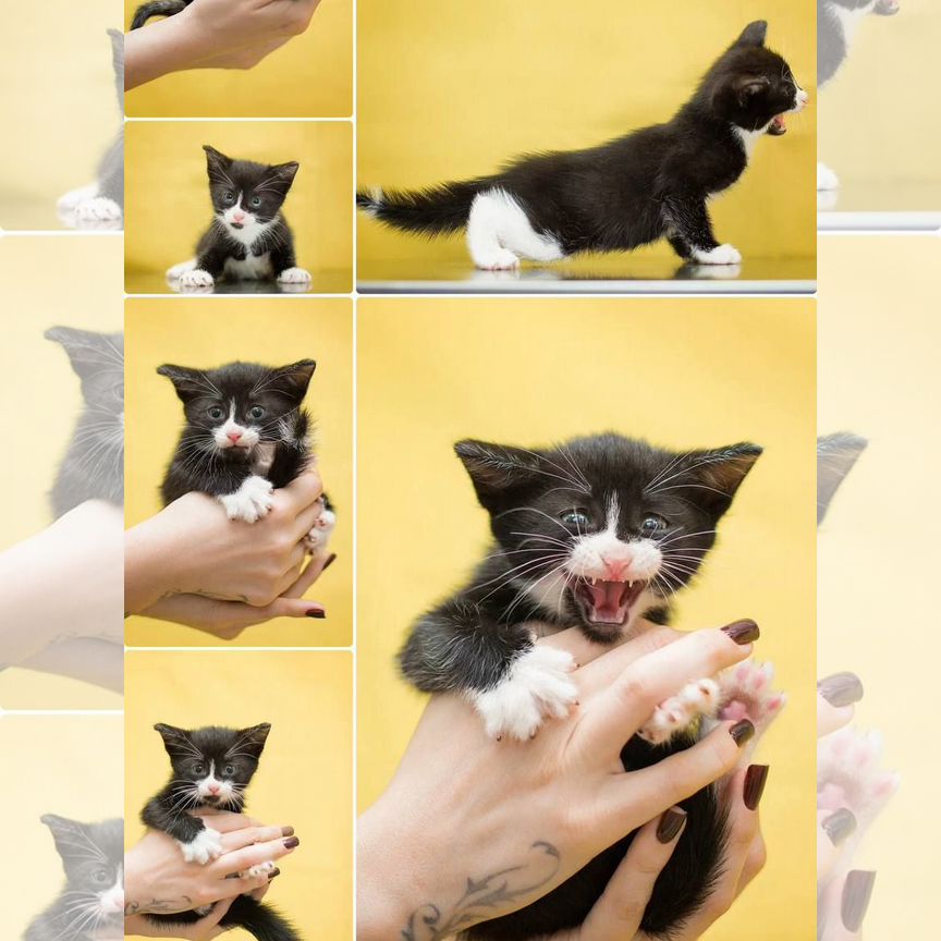 Котёнок в добрые руки