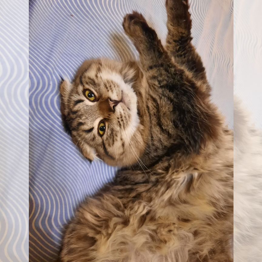 Взрослая кошка, вязка