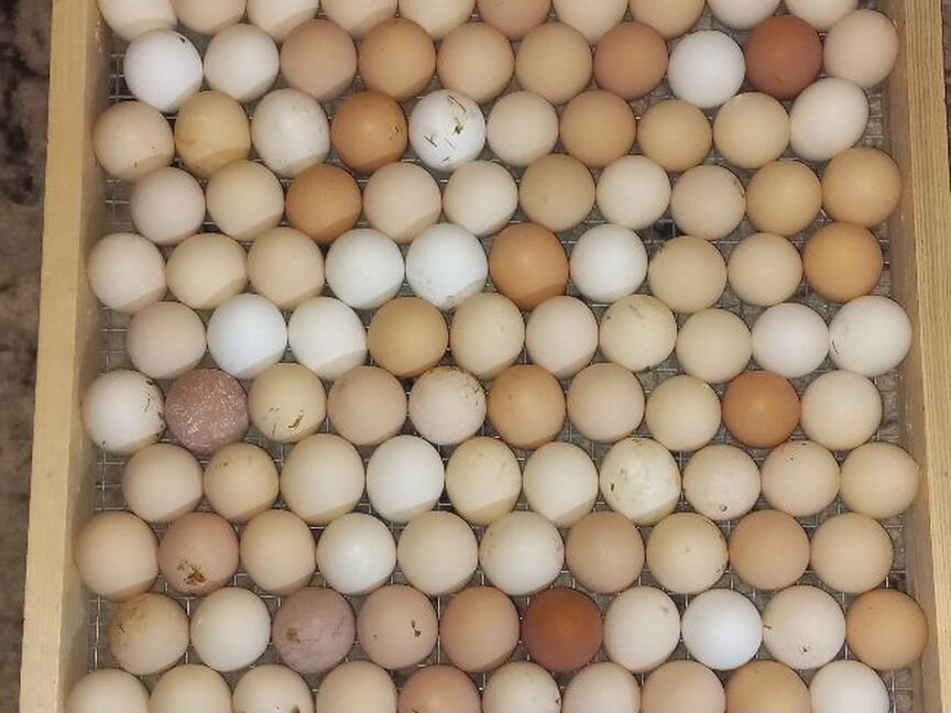 Инкубатор для яиц автоматический бу