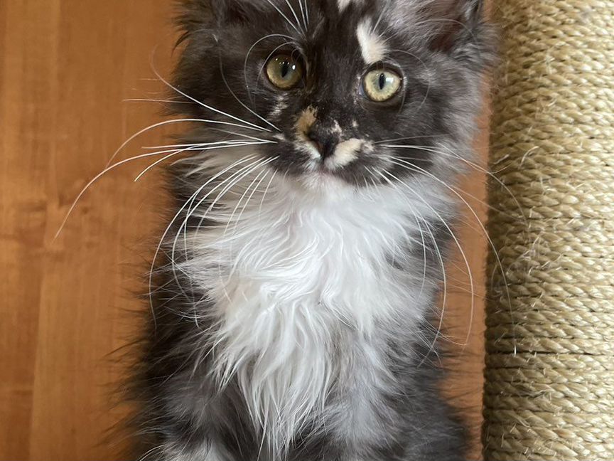 Мейн-кун кошечка черный дым черепашка