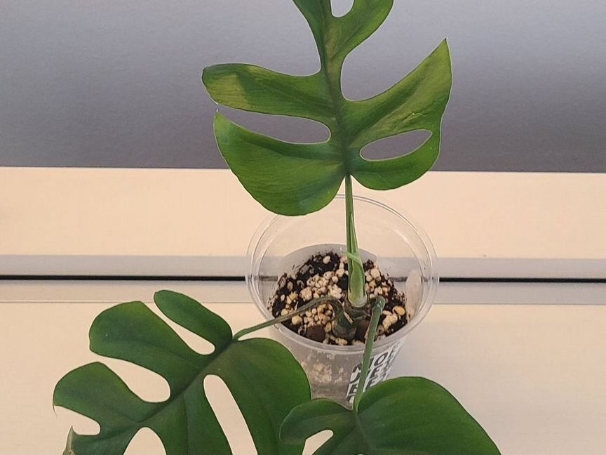 Рафидофора тетрасперма