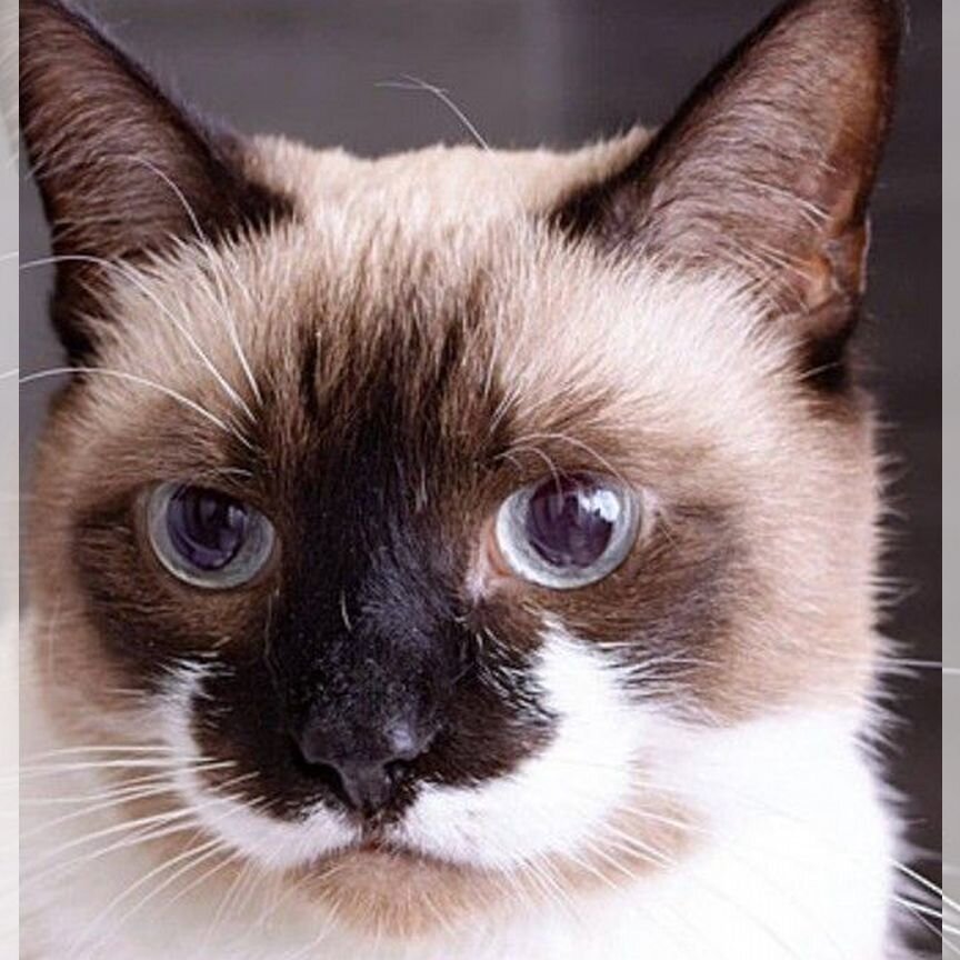 Сиамская кошка, взрослая