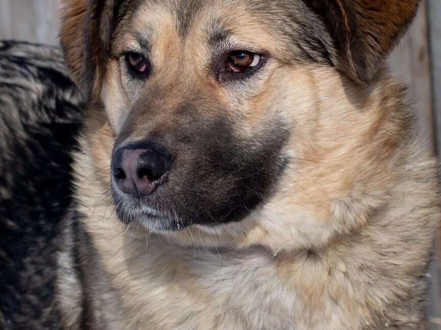 Девочка Дара собачка