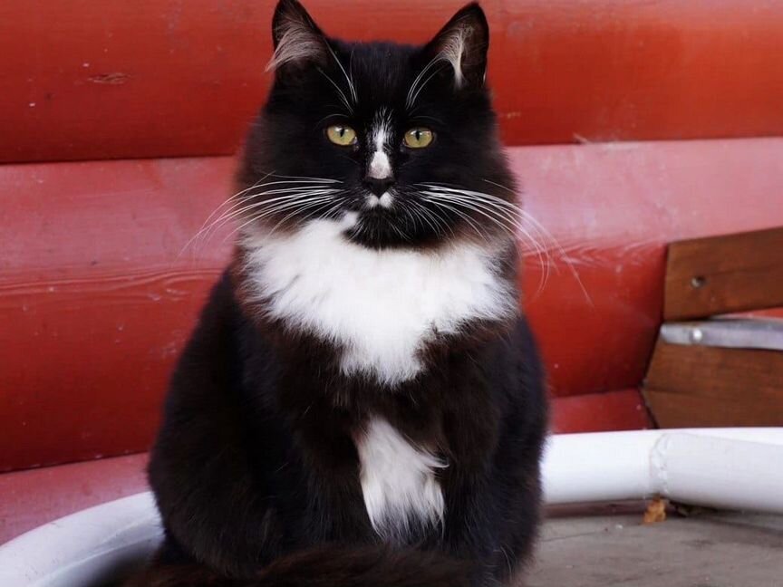 Кошка в дар бесплатно