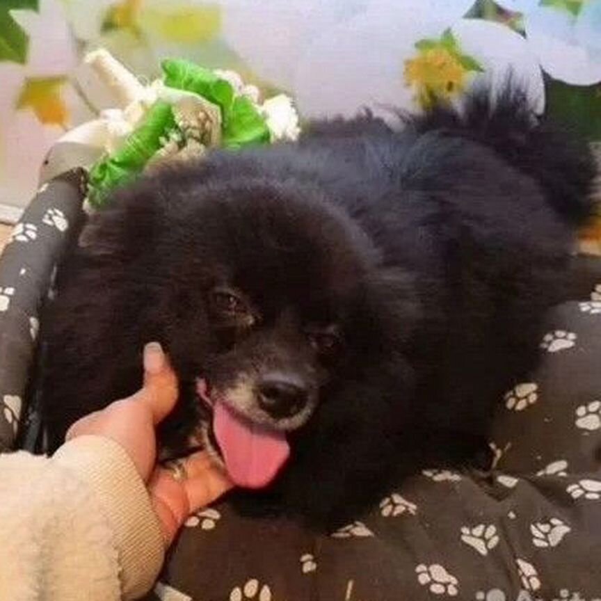 Померанский шпиц, взрослая собака