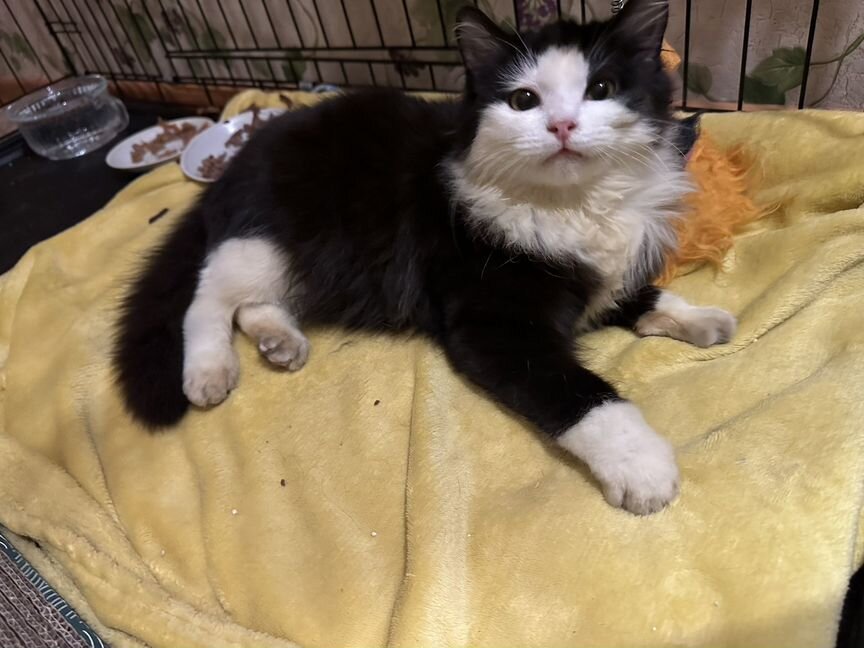 Котенок Пушистик в дар